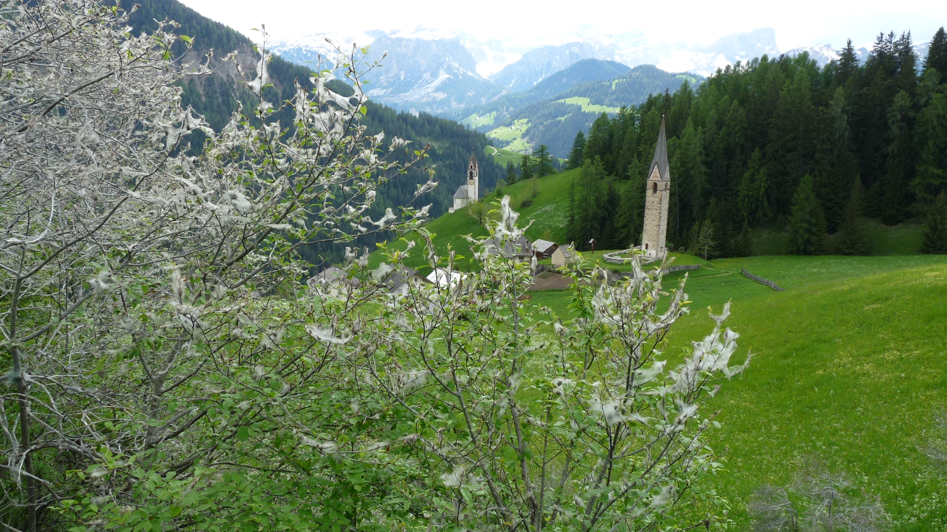 Die Waldgesundheit im Pustertal - Puschtra