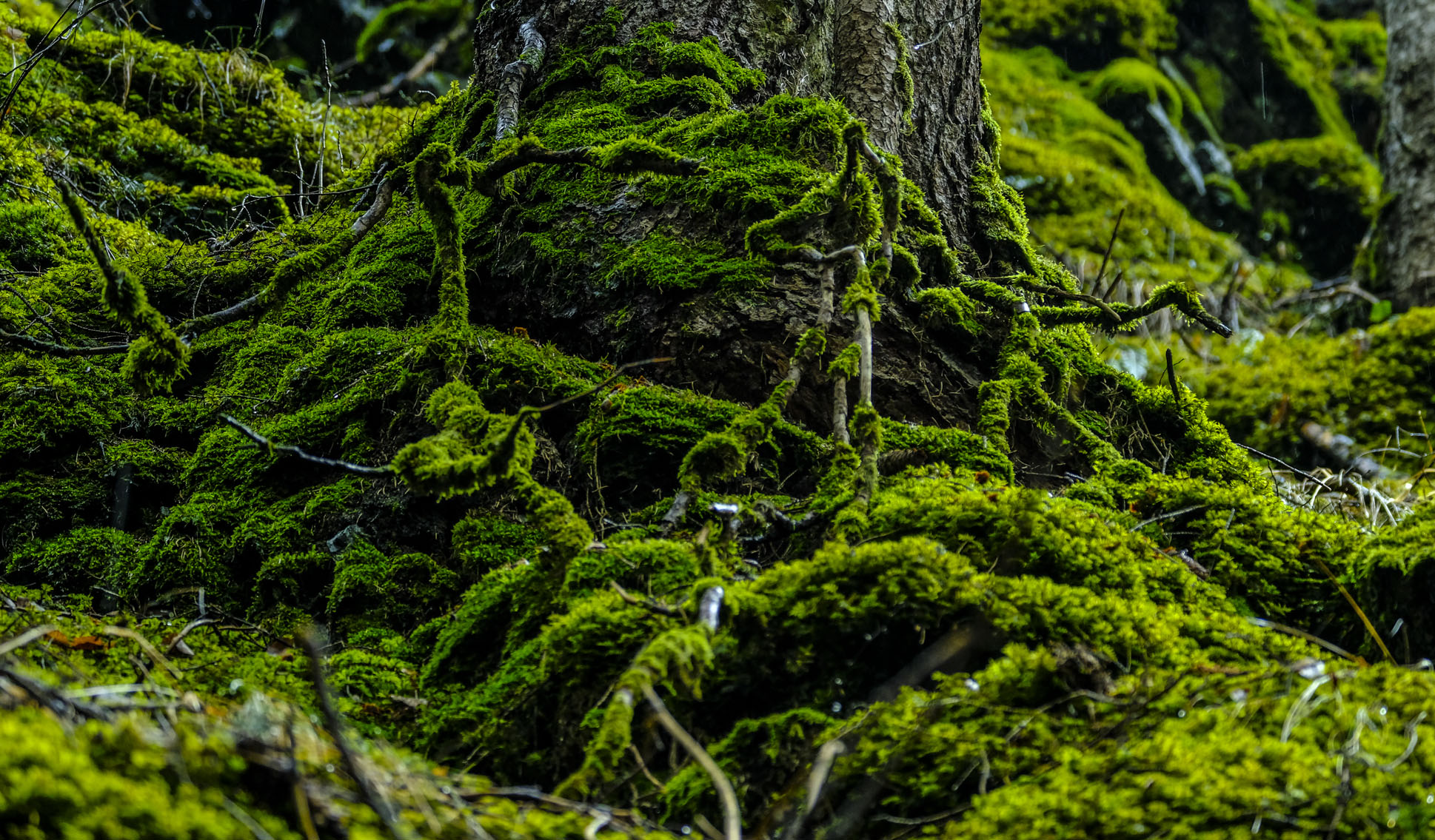 WUNDERWELT WALD - Puschtra